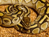 40 Ball Python Morphs Types Colors Pictures