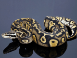 40 Ball Python Morphs Types Colors Pictures