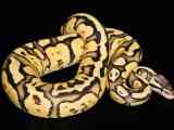 What Ball Python Morphs Have Wobble