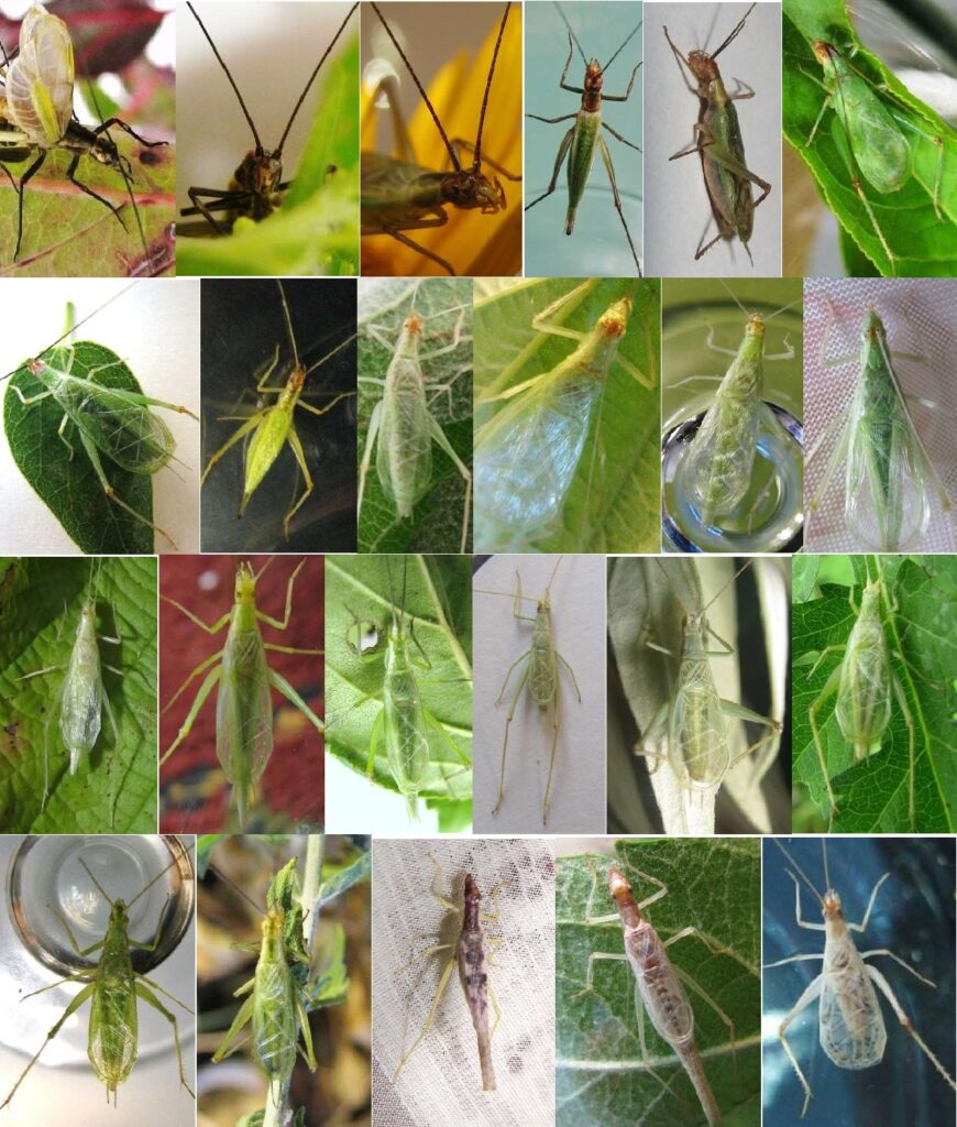 February – TREE CRICKETS