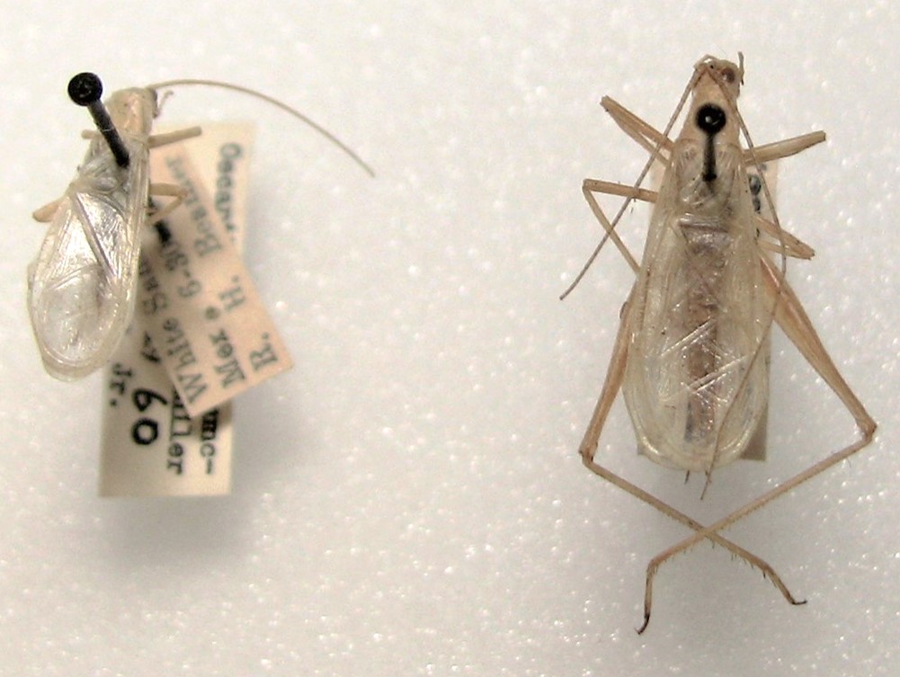 White Sands – TREE CRICKETS