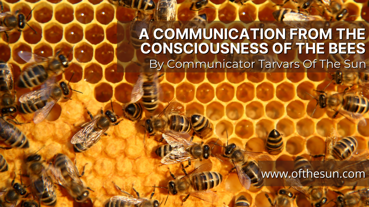 Communication from the Consciousness of the Bees – OF THE SUN