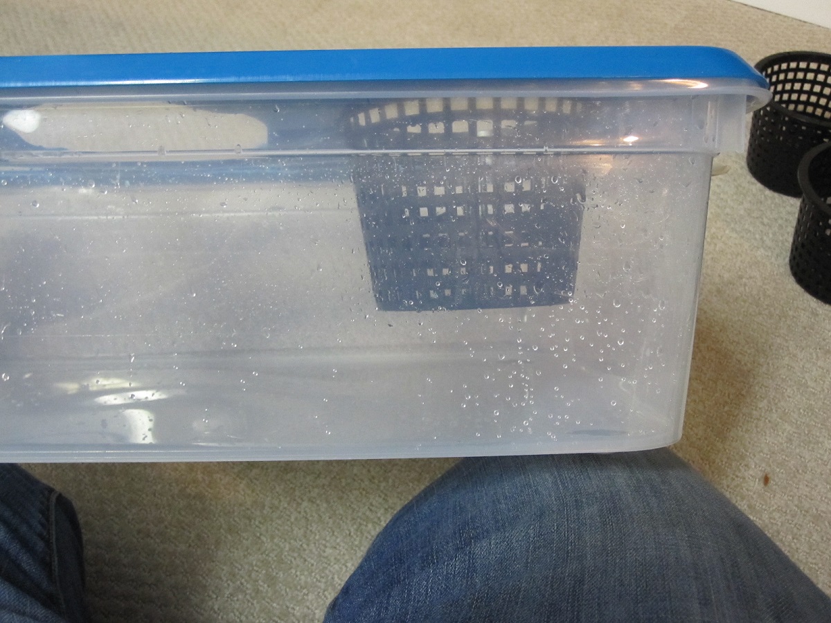 Hydroponic DWC setup – KingBain