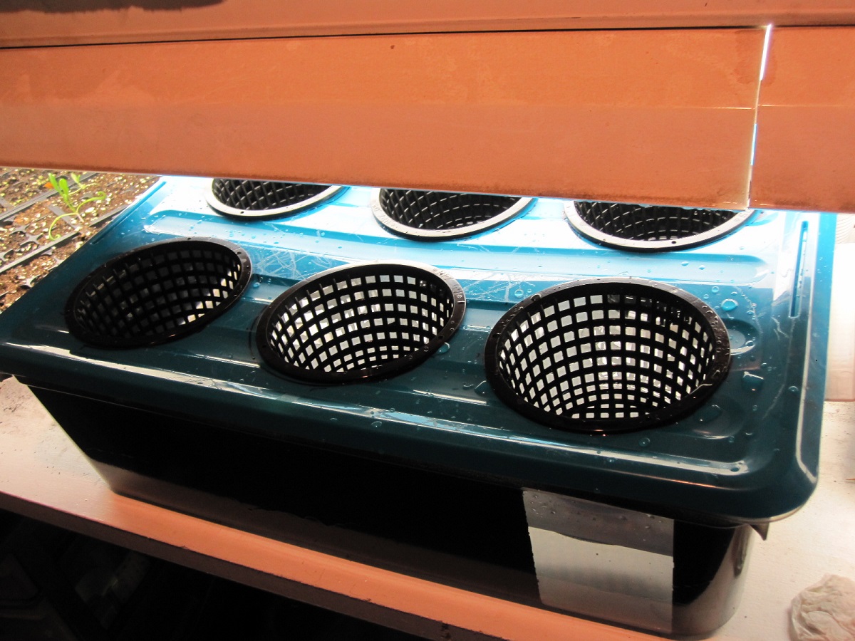 Hydroponic DWC setup – KingBain