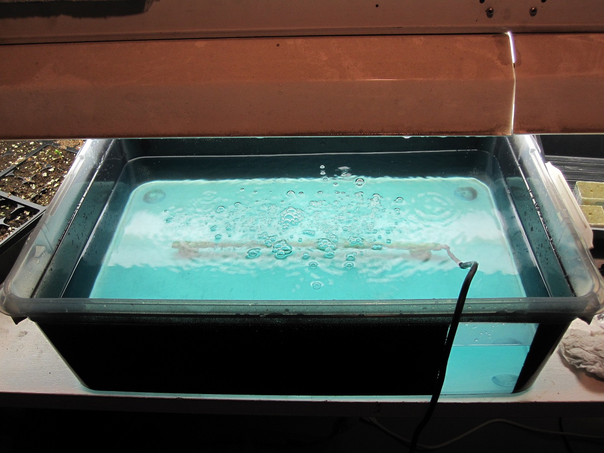 Hydroponic DWC setup – KingBain