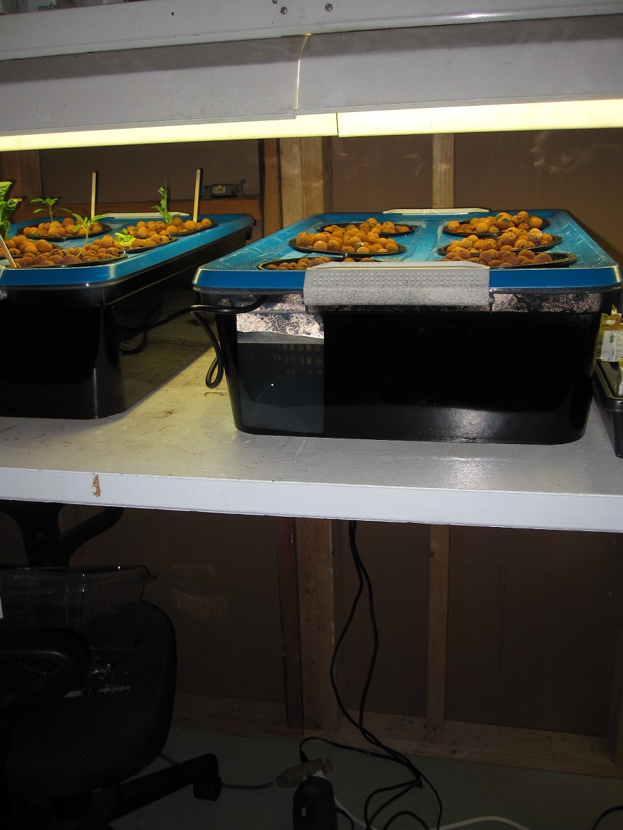 Hydroponic DWC setup – KingBain