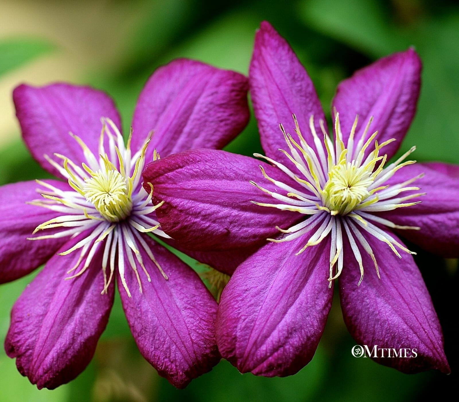 Syntony – The Secret to Lasting Relationships — OMTimes Magazine ...