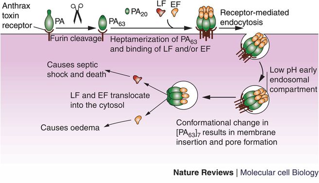 Anthrax and other Bacillus species | Oncohema Key
