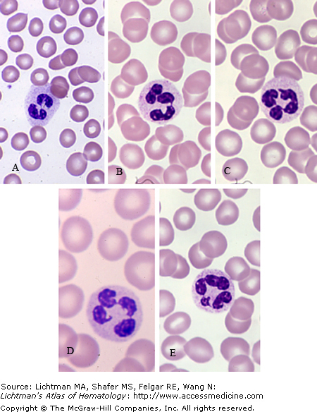 Neutrophils, Normal | Oncohema Key