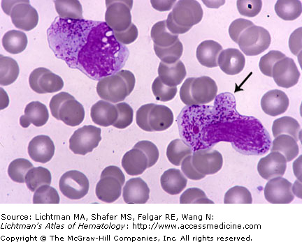 Monocytes and Macrophages | Oncohema Key