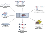 Spatial Transcriptomics Oncornalab
