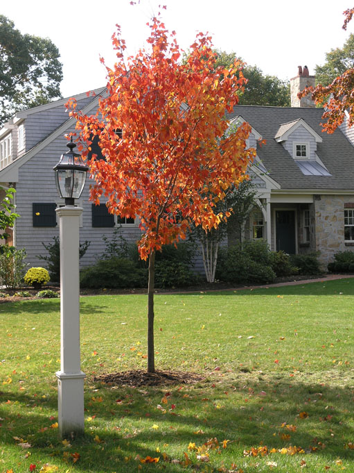 Red Sunset Maple | A View into My Garden and my Point of View