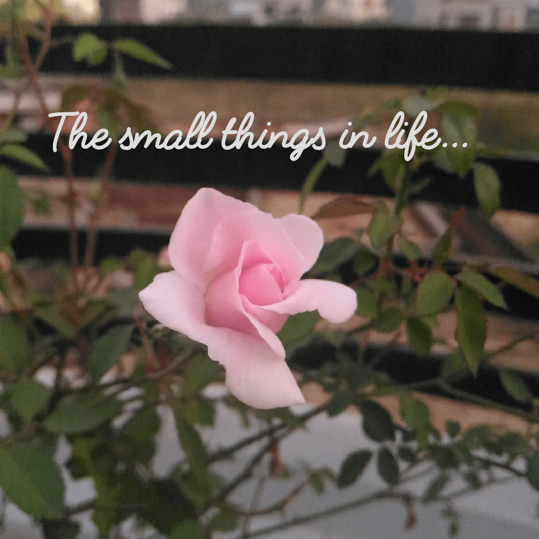 The small things in life.. – One Life
