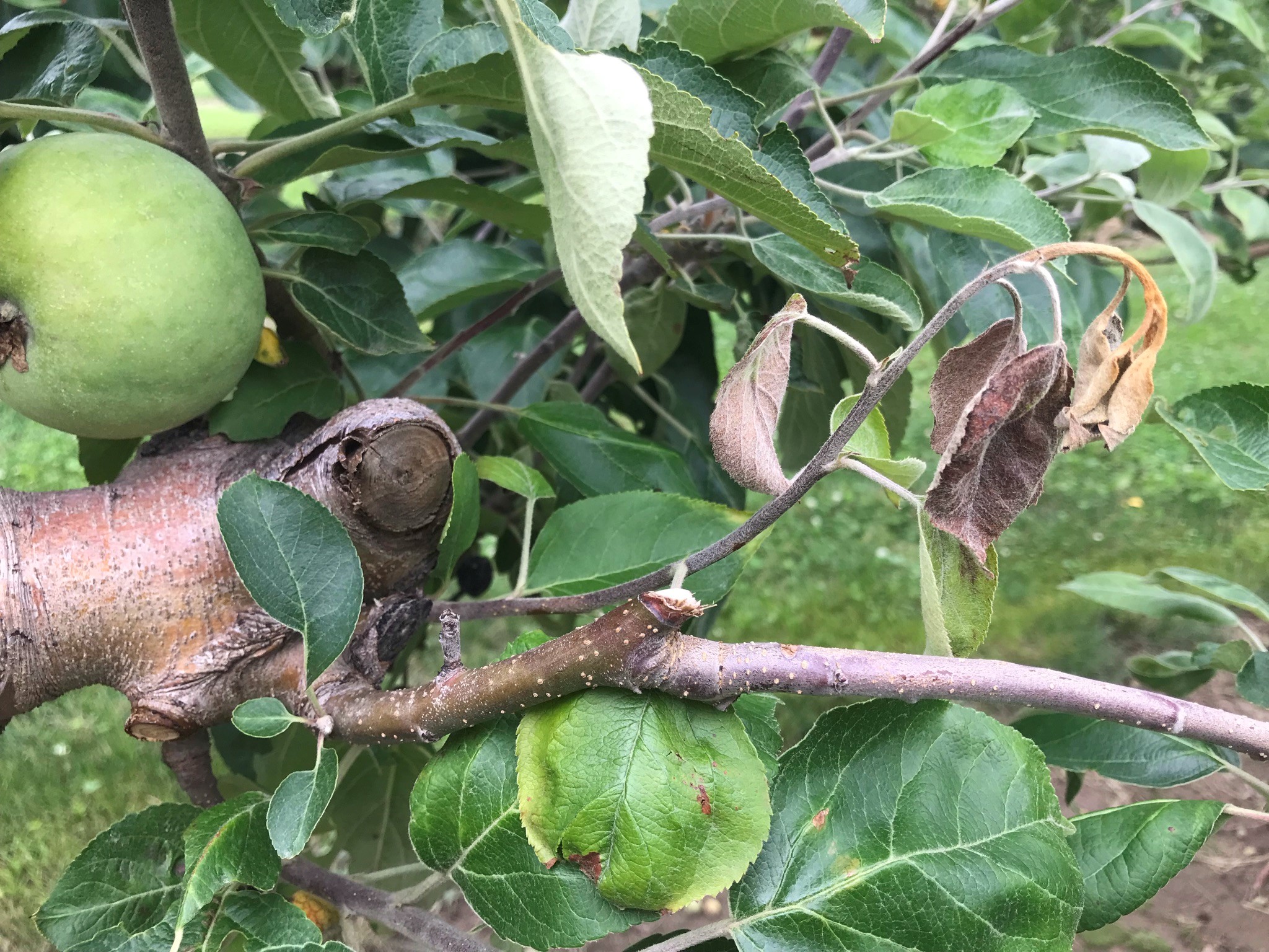 Apple Pest Update: July 15, 2021 (with audio) – ONfruit