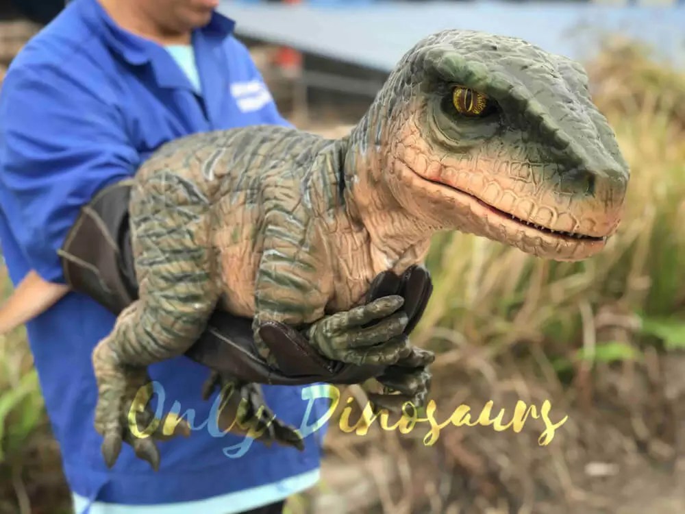 Cute Baby Dinosaur Velociraptor