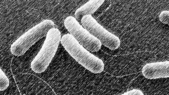 Types of Prokaryotes: On the basis of Shape, Size, etc