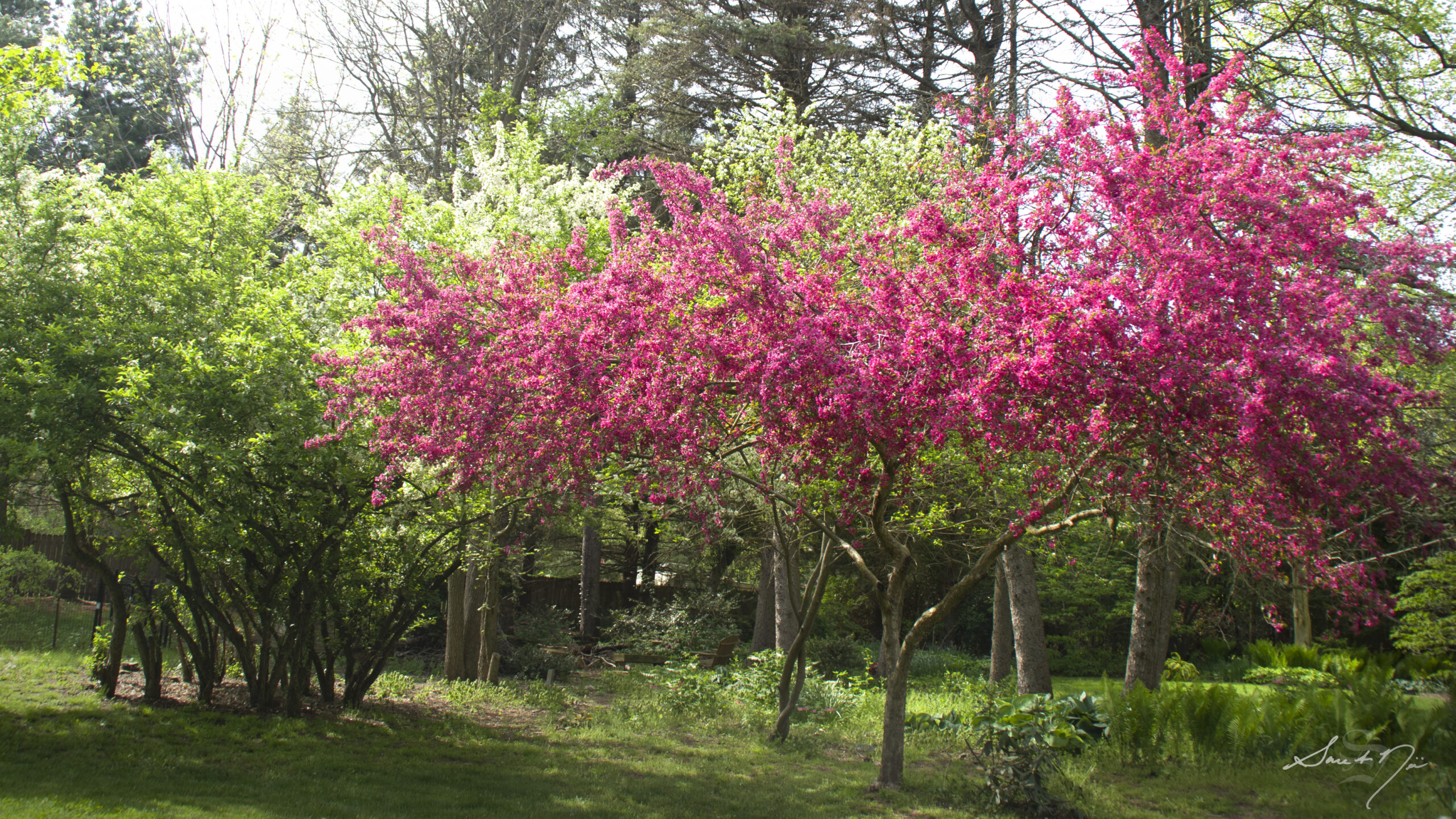 Spring Photography | May in Bloom