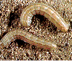 Cutworms in vegetables – ONvegetables