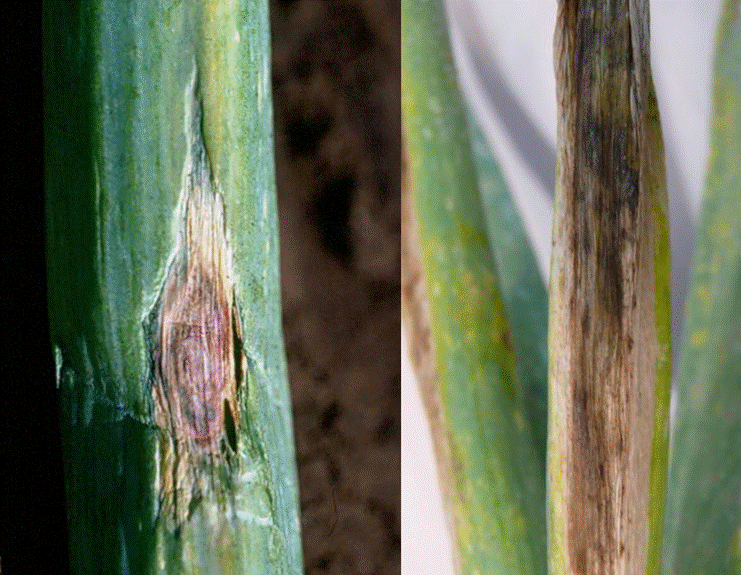 Update on Stemphylium Leaf Blight of Onions in Ontario – ONvegetables