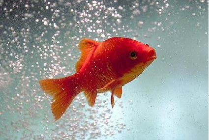 goudvis – Ooteoote