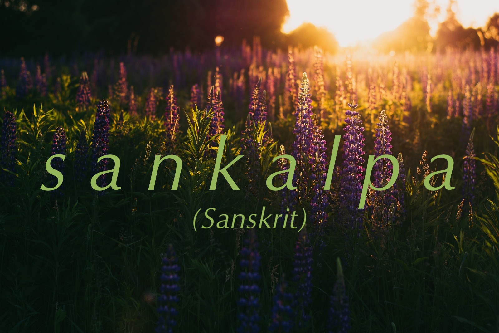 Sankalpa / Yoga Nidra with Ashley Dahl, MSW, CMT-P