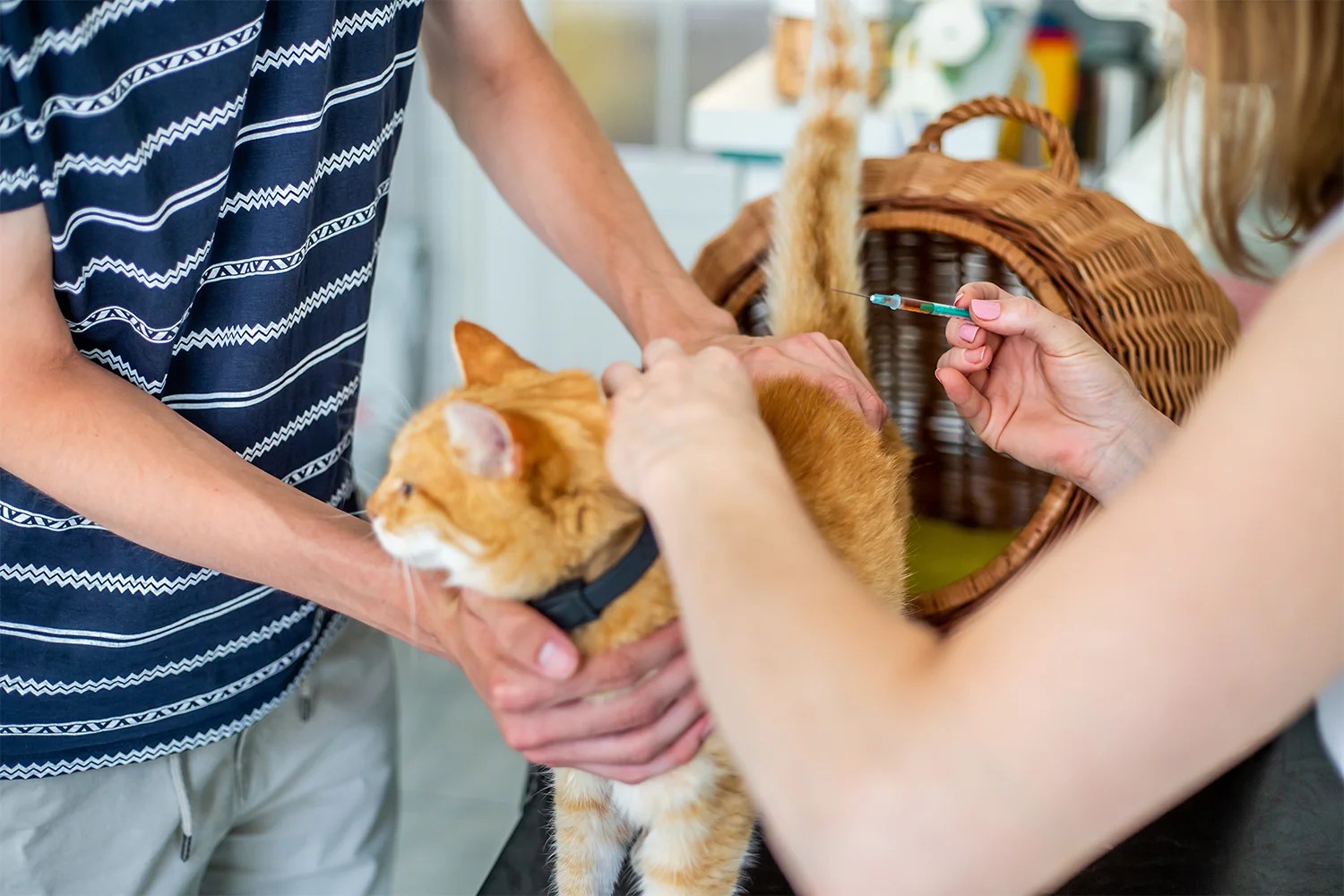 Basic Pet Care Necessities For Proper Pet Care Optimeal