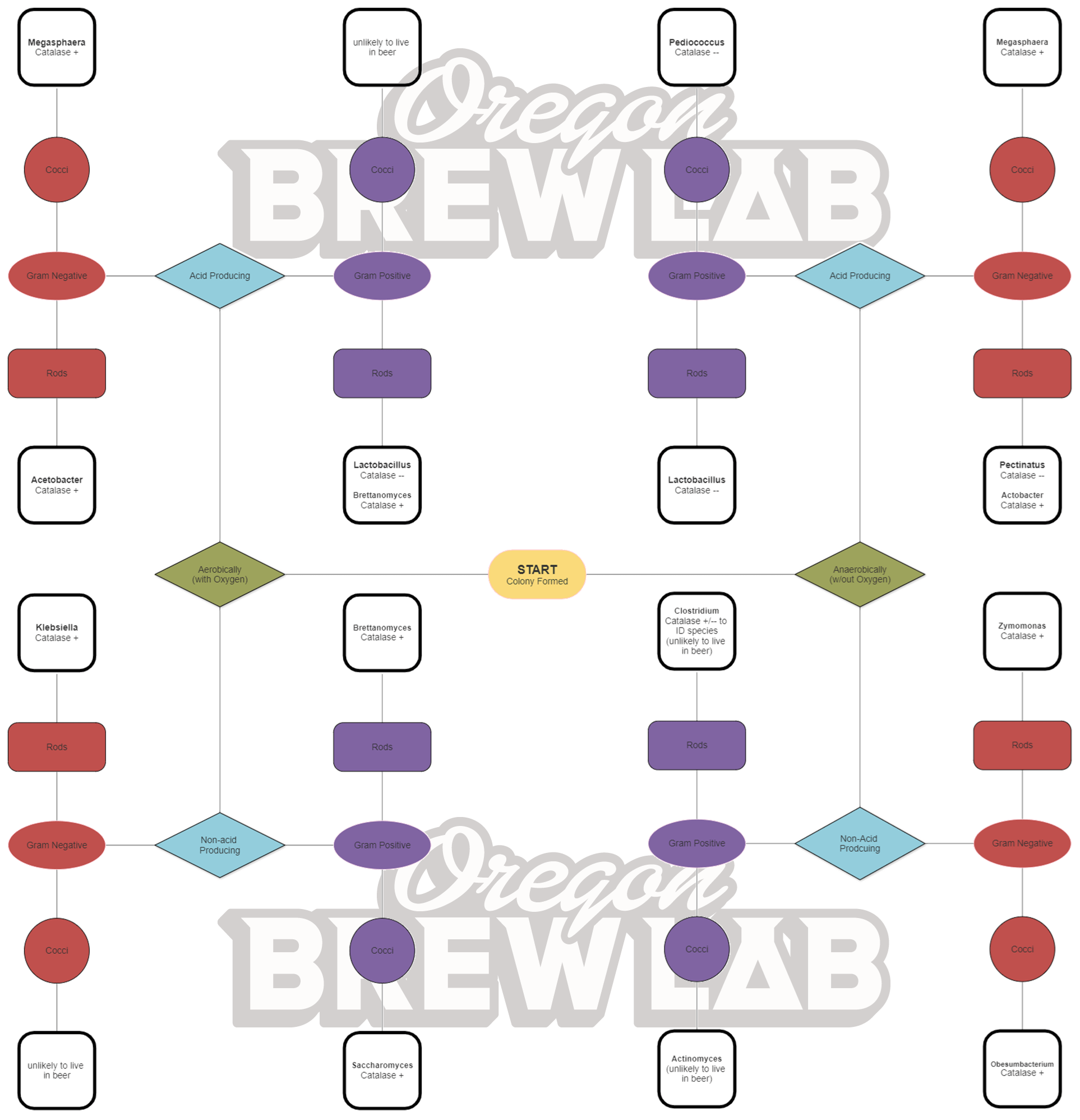 Beer Microbe Identification Flowchart – BrewLab