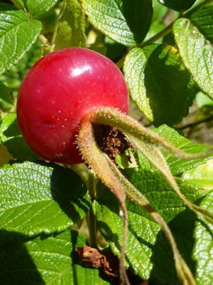 Park atirgul (atirgul kestirib): turlarning xususiyatlari. Rosehip ...