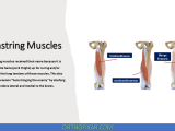 Hamstring Muscles Orthopedic Learning