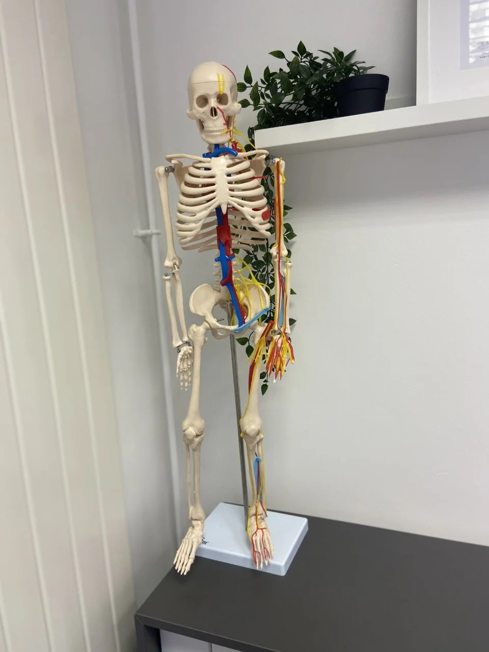 What do osteopaths do and many more FAQs about osteopathy.