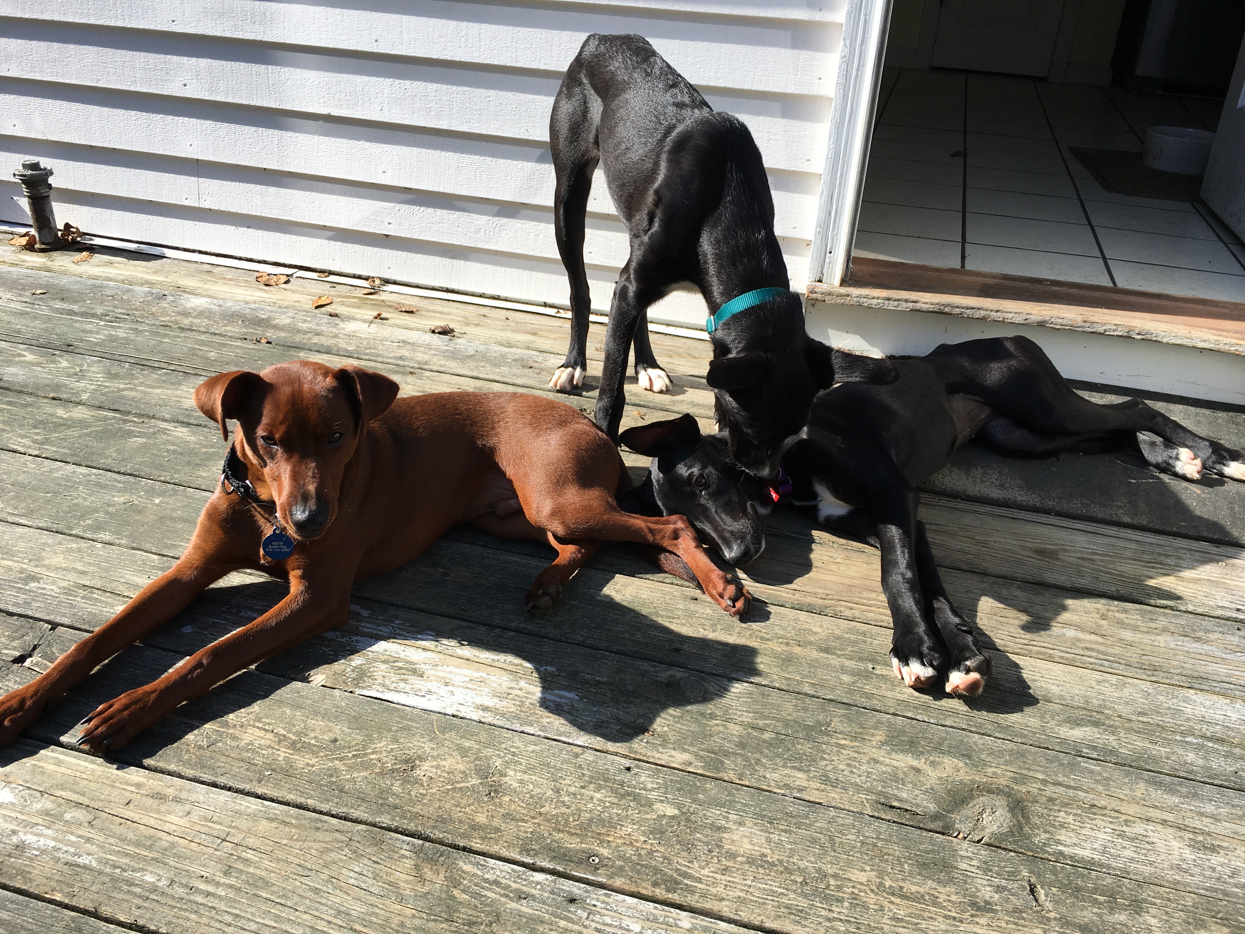 You can’t have too much dog … | Half Baked In Paradise