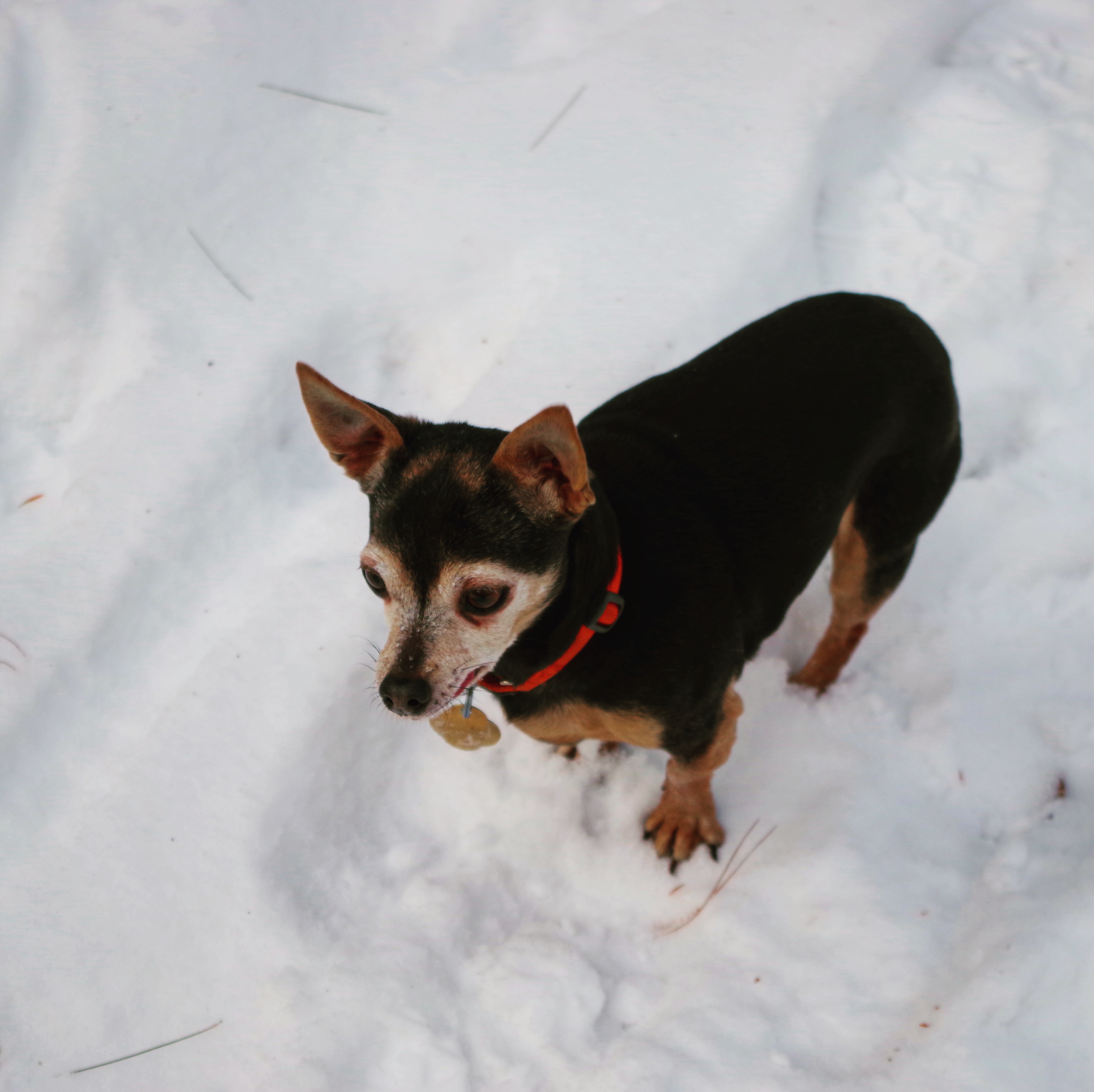 You can’t have too much dog … | Half Baked In Paradise