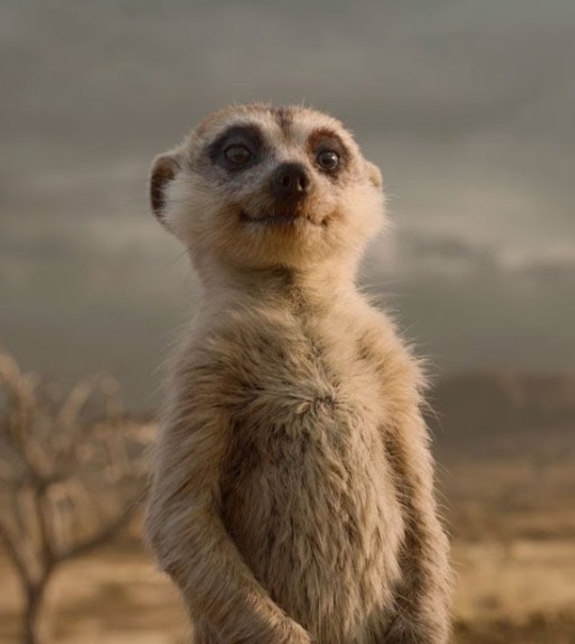 The Lion King: Comparing the Meerkats – Overly Devoted Archivist
