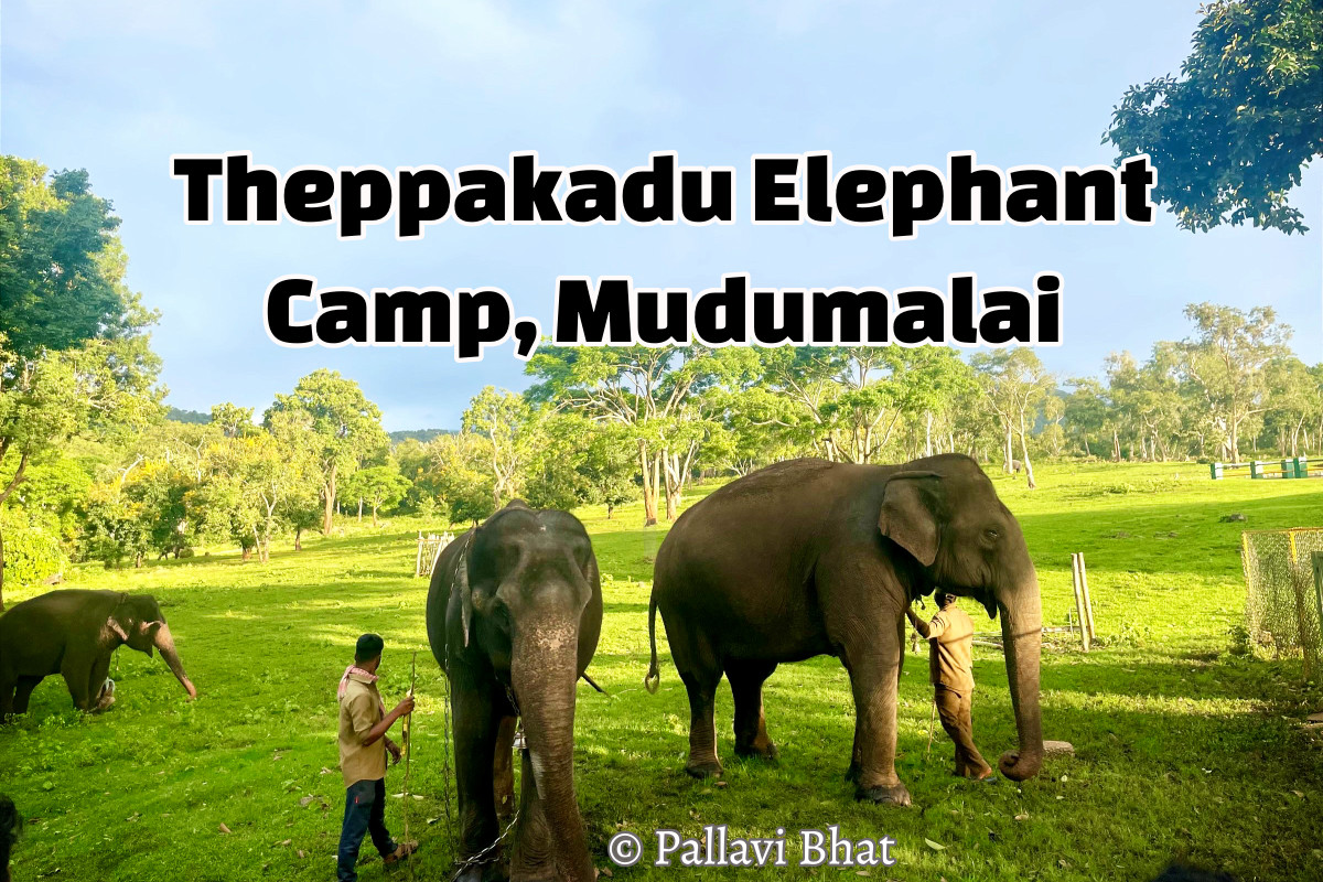 Exploring Mudumalai Elephant Camp, Theppakadu | Mudumalai Elephant Camp ...