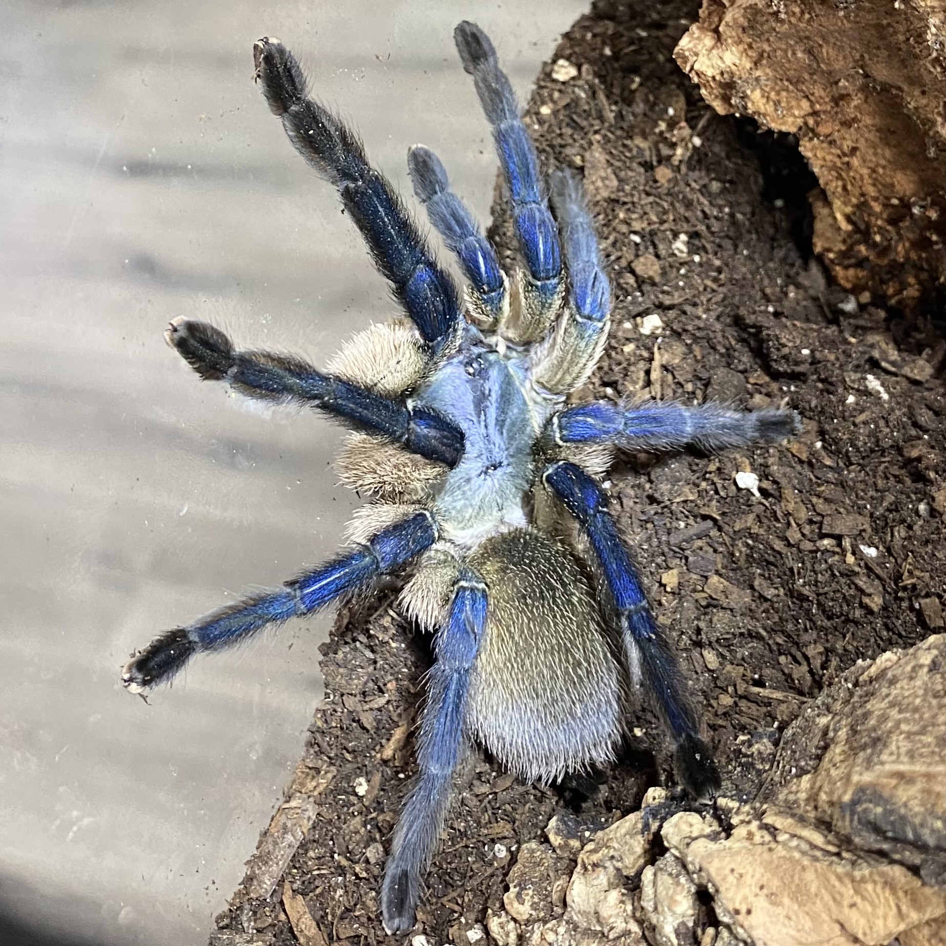 Adukt Female Monocentropus balfouri (Socotra Island Blue Baboon ...