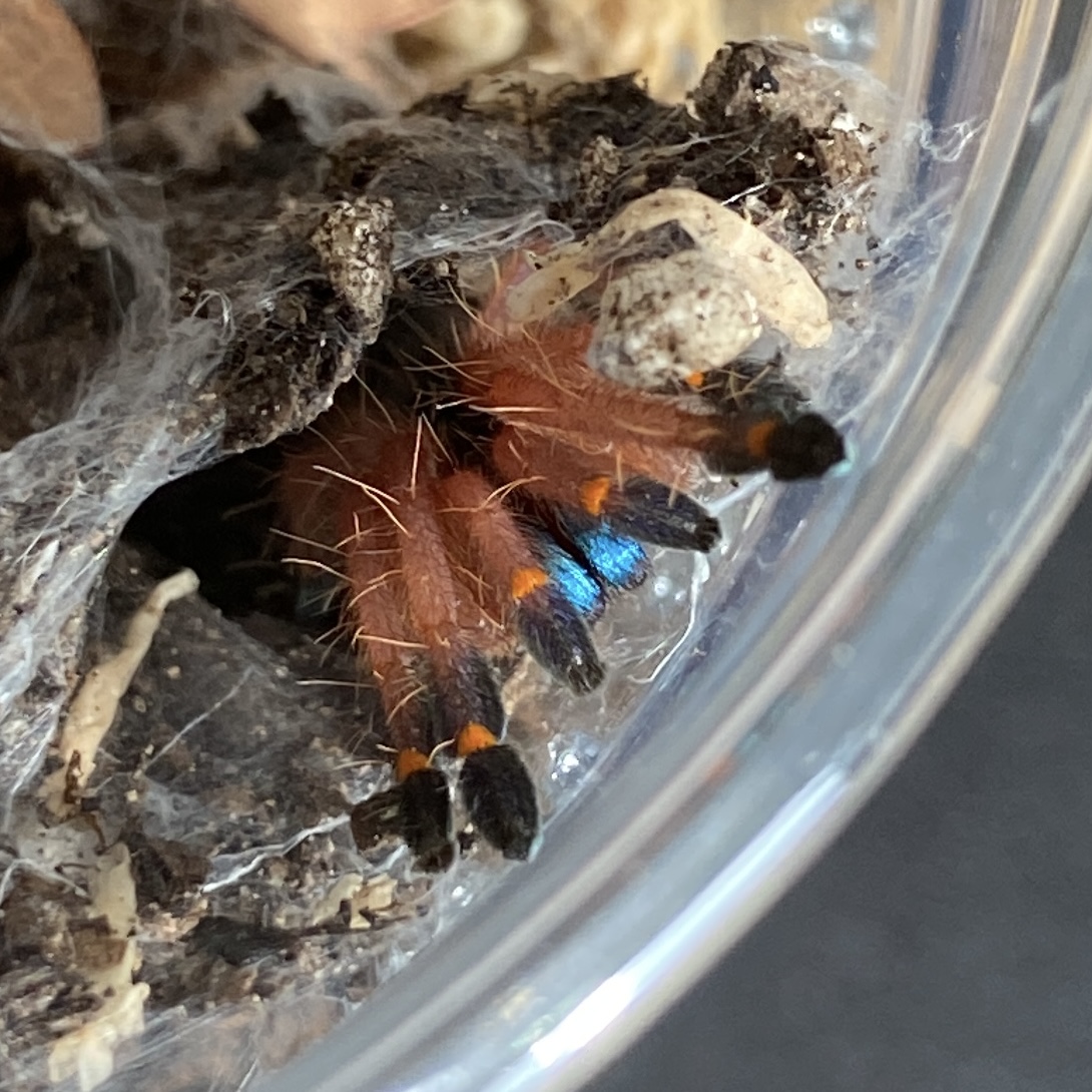 Ephebopus Cyanognathus (Blue Fang Skeleton) - Predator and Prey Exotics