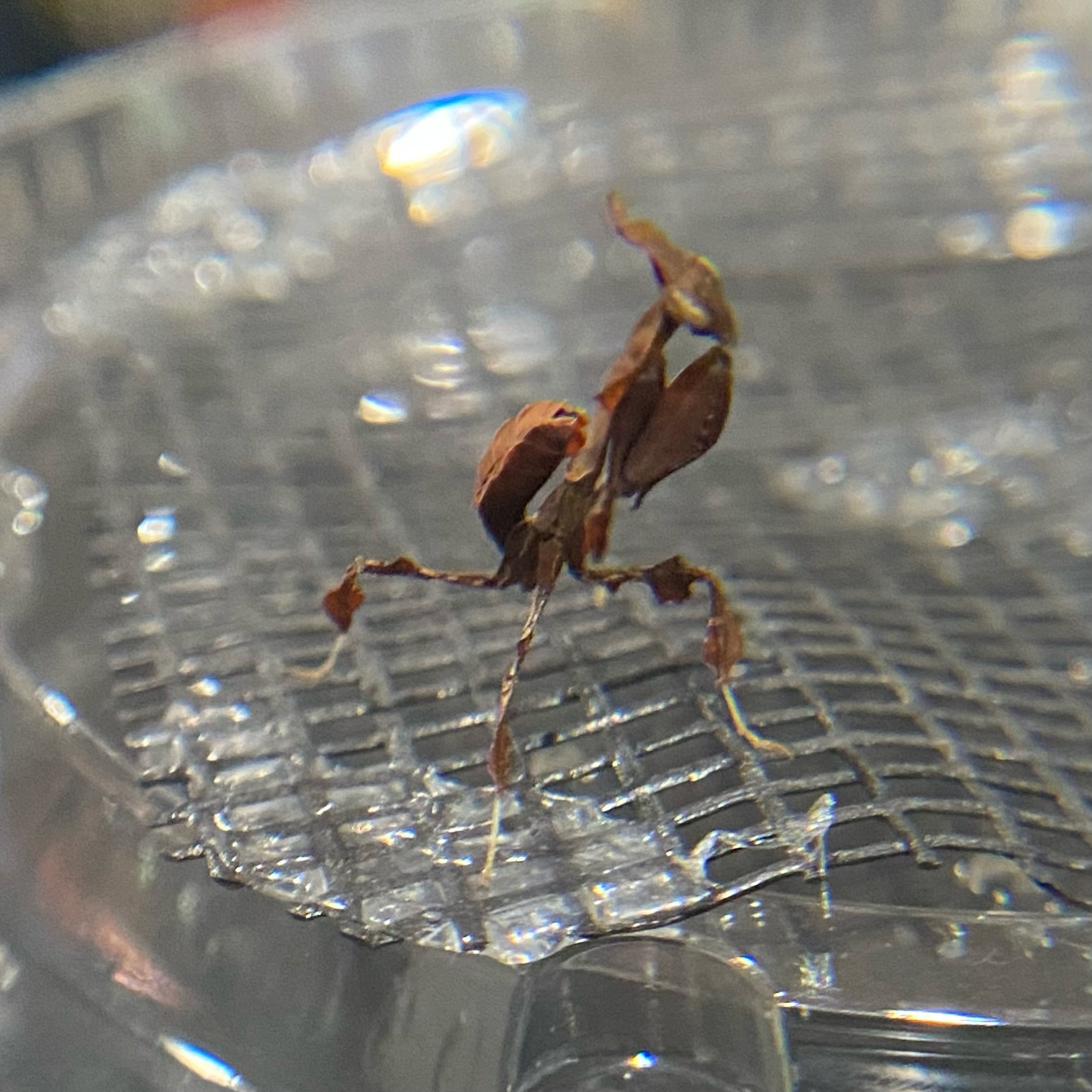 Ghost Mantis (P. paradoxa) - Predator and Prey Exotics