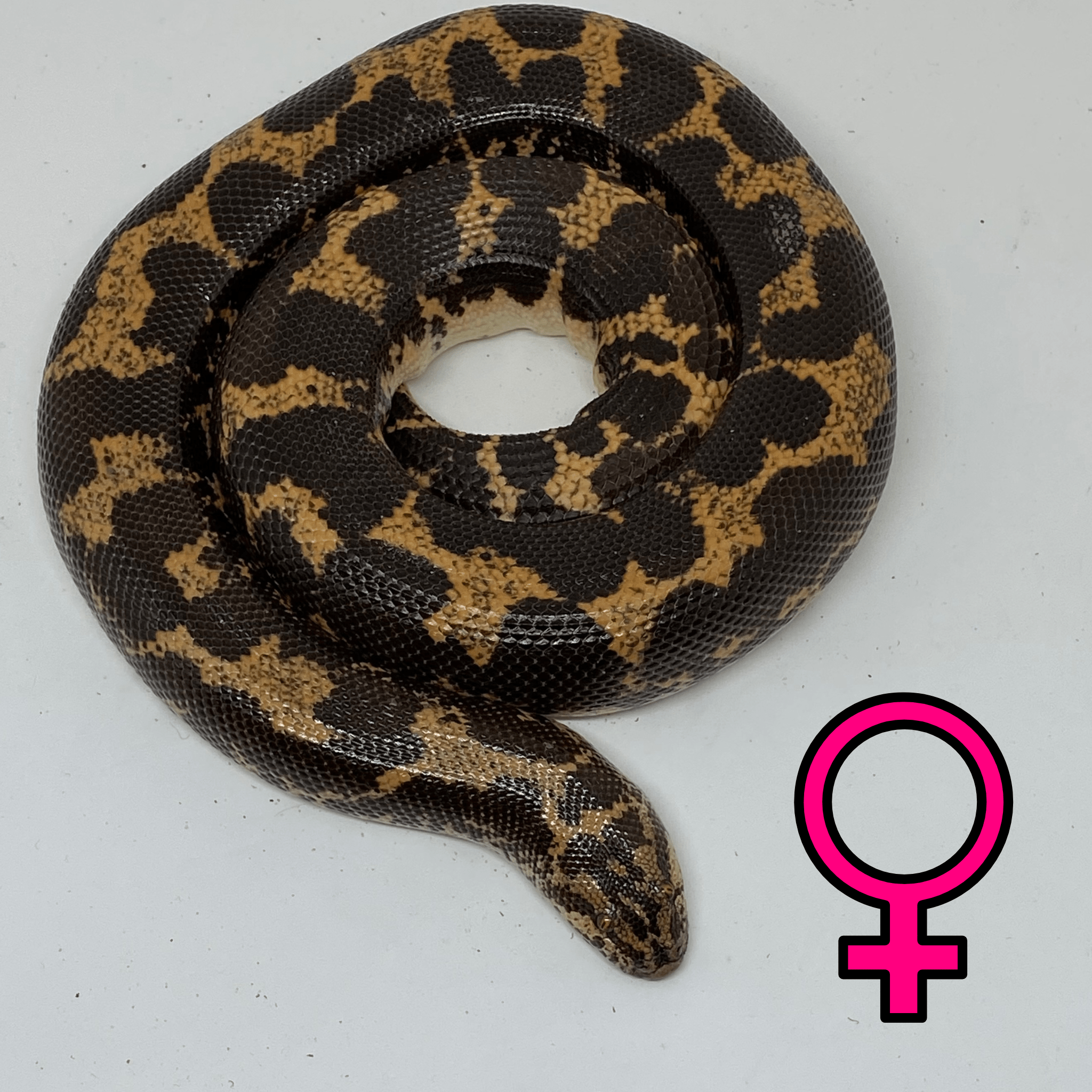 Normal Female Kenyan Sand Boa - Predator and Prey Exotics