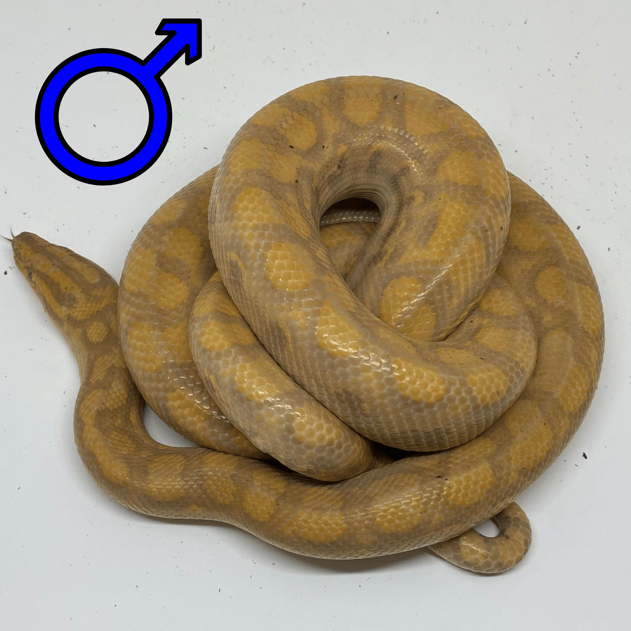 Rainbow Boa Brazilian/Colombian Hybrid - Predator and Prey Exotics