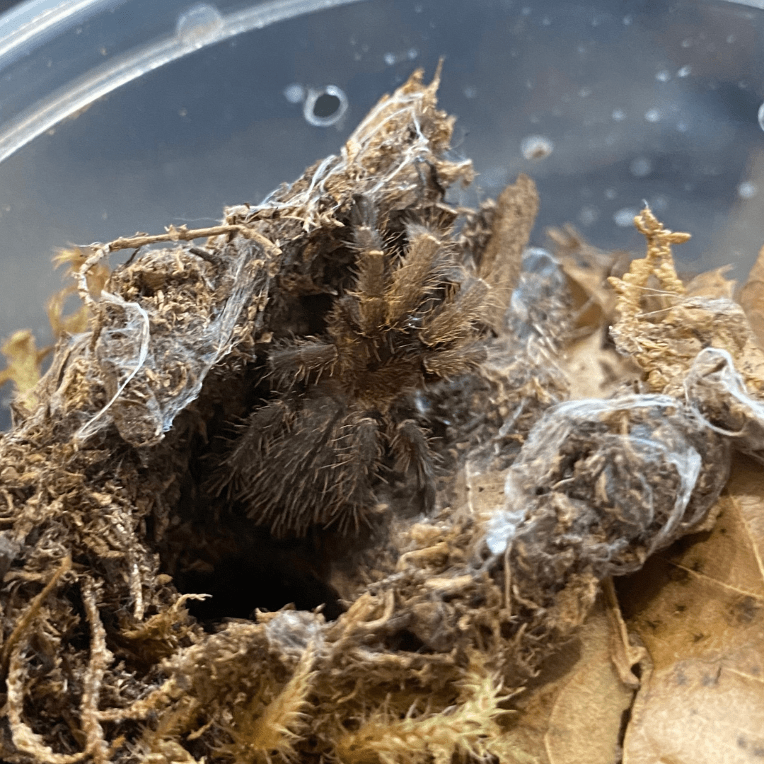 Ornithoctoninae sp. 'Khoa Sok' (Thai Black Tarantula) - Predator and ...