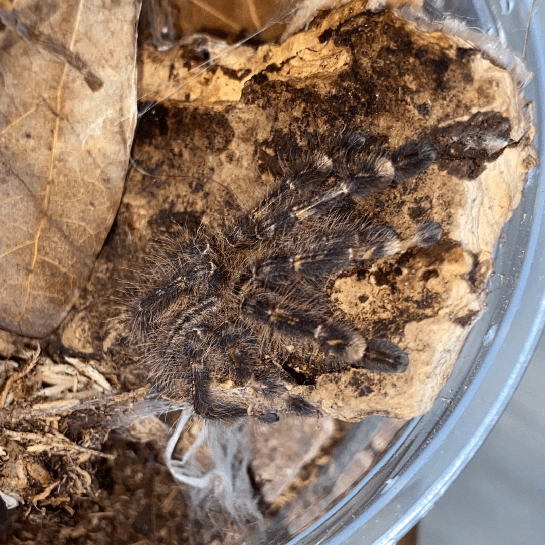 Poecilotheria rufilata (Redslate Ornamental) - Predator and Prey Exotics