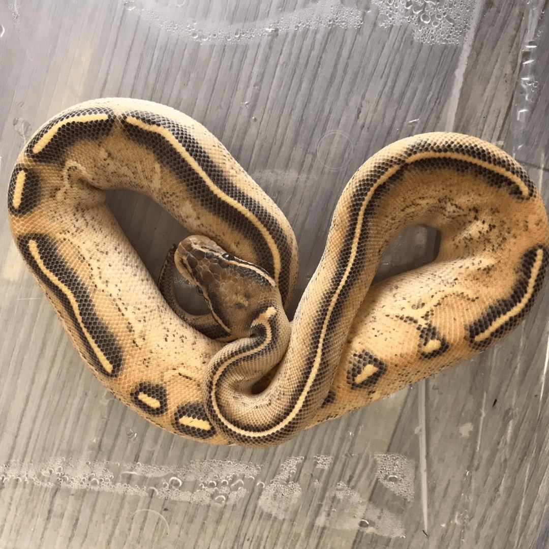Highway Yellow Belly Gravel Python Male - Predator and Prey Exotics
