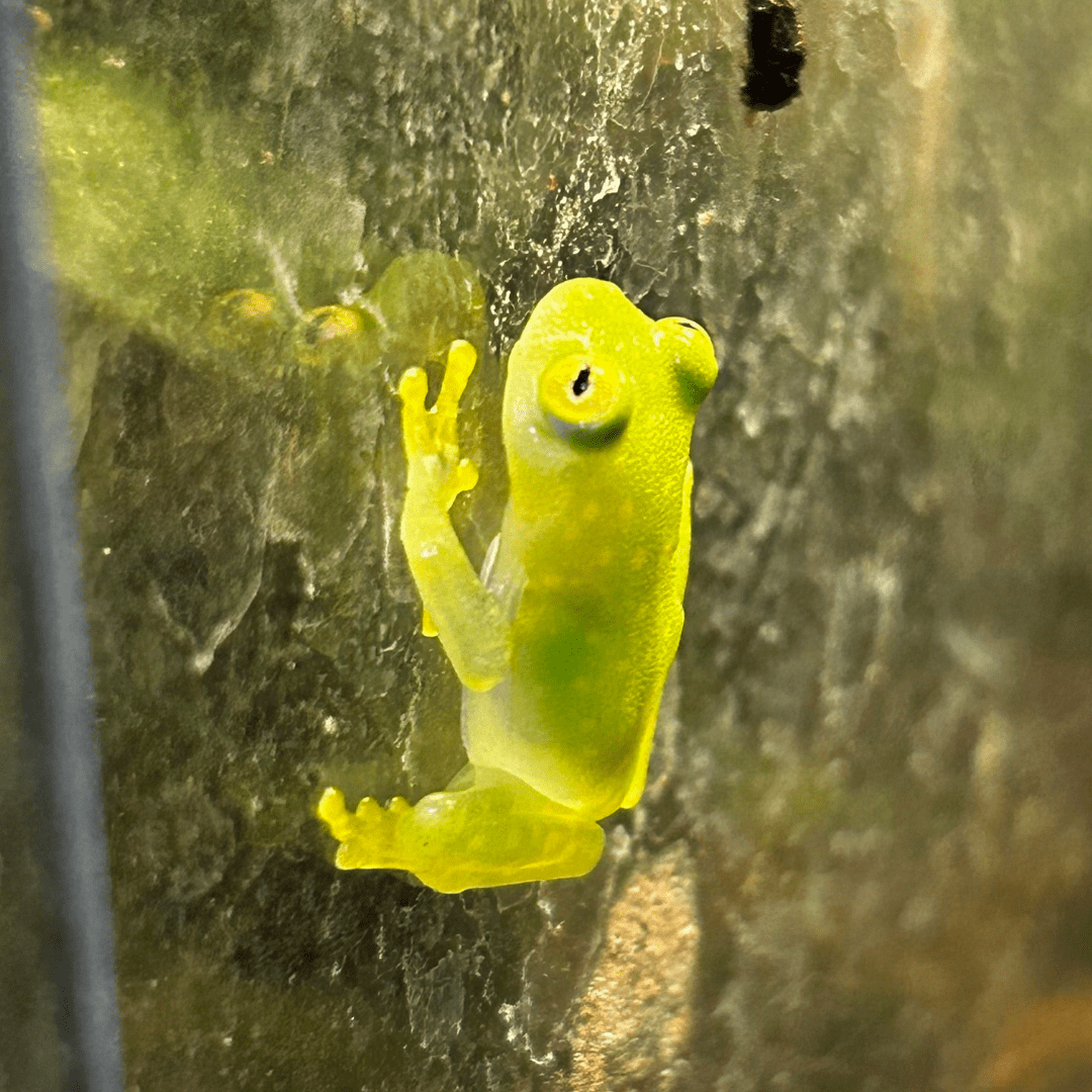 Northern Glass Tree Frogs - Predator and Prey Exotics
