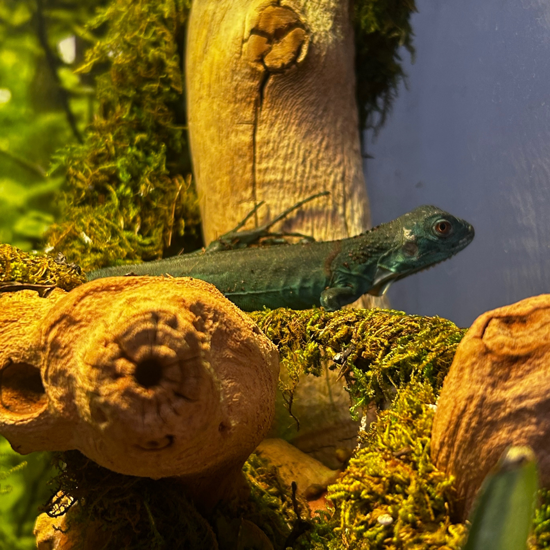 Iguana Blue Baby - Predator and Prey Exotics