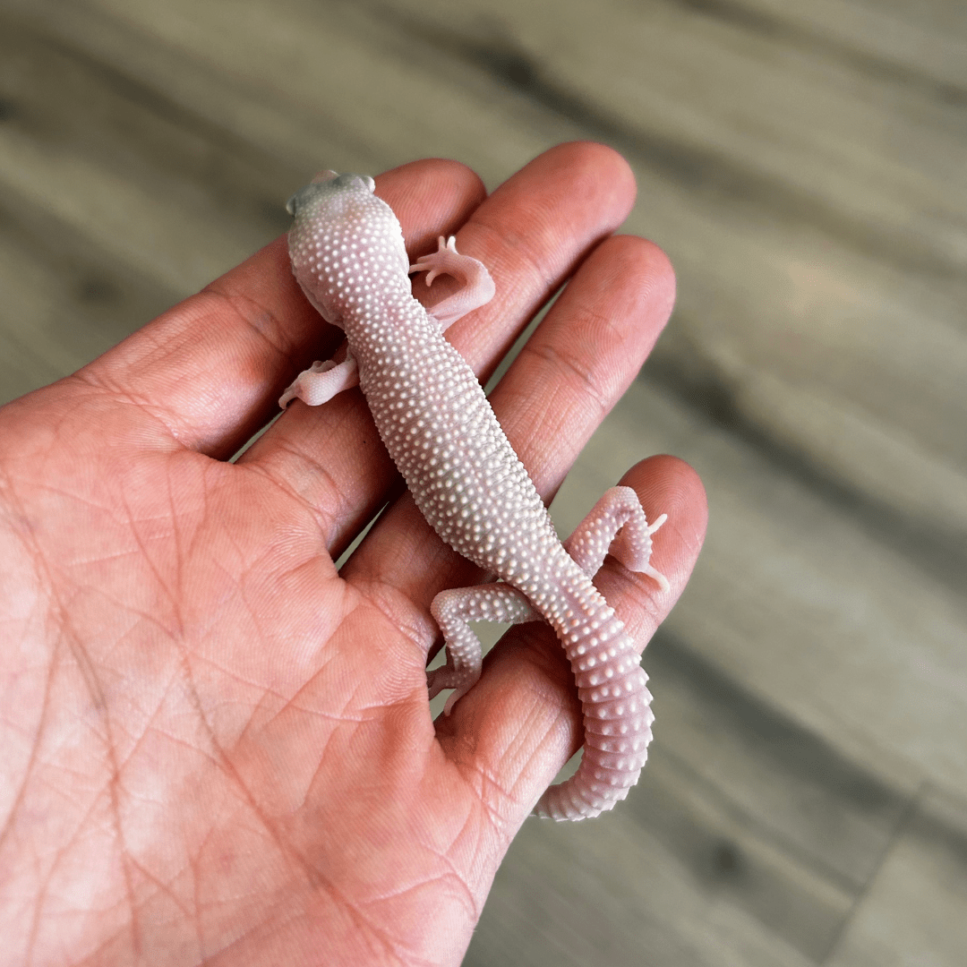 Normal Leopard Gecko Hatchling