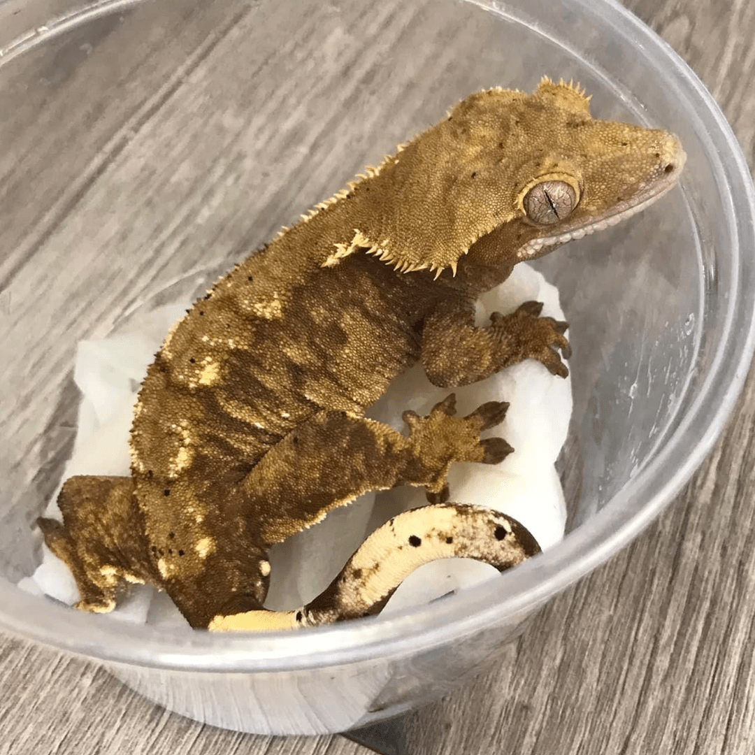 Crested Gecko Levender Female - Predator and Prey Exotics