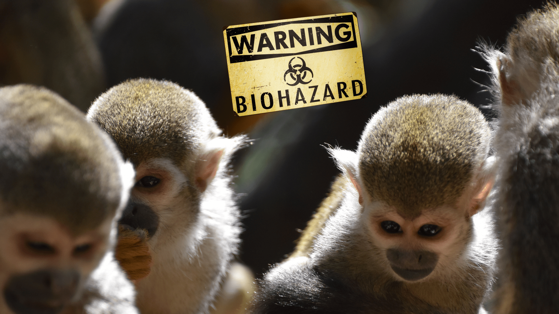 Witness Becomes Sick After Truck Carrying Lab Monkeys Crashes ...