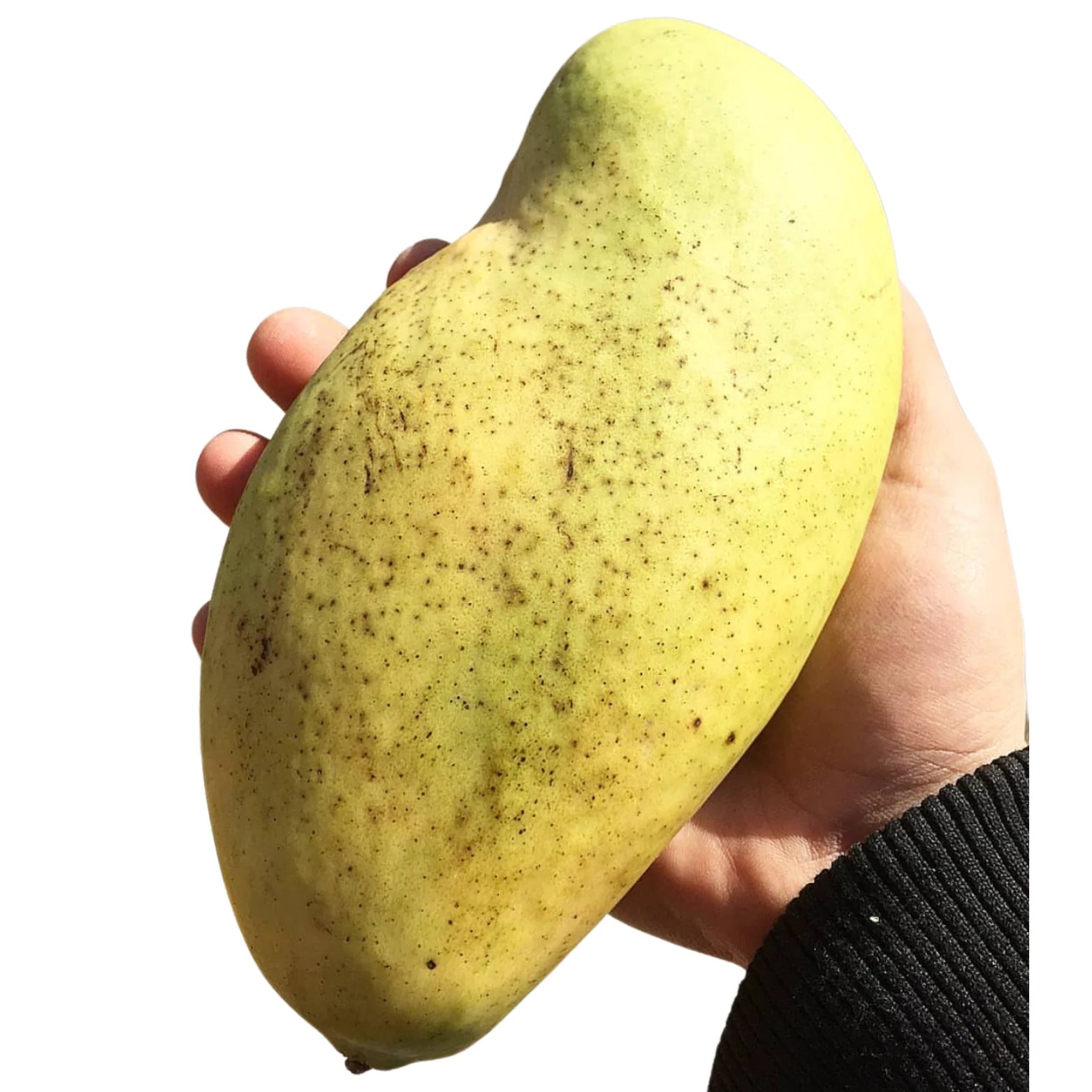 Francis Mango