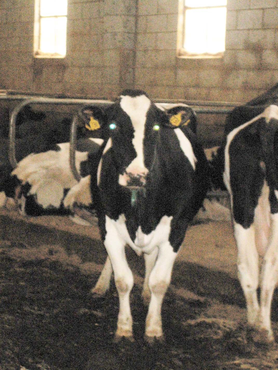 Got Milk? Part 2 – Lone Oak Farms – The Parkhurst Dining Blog