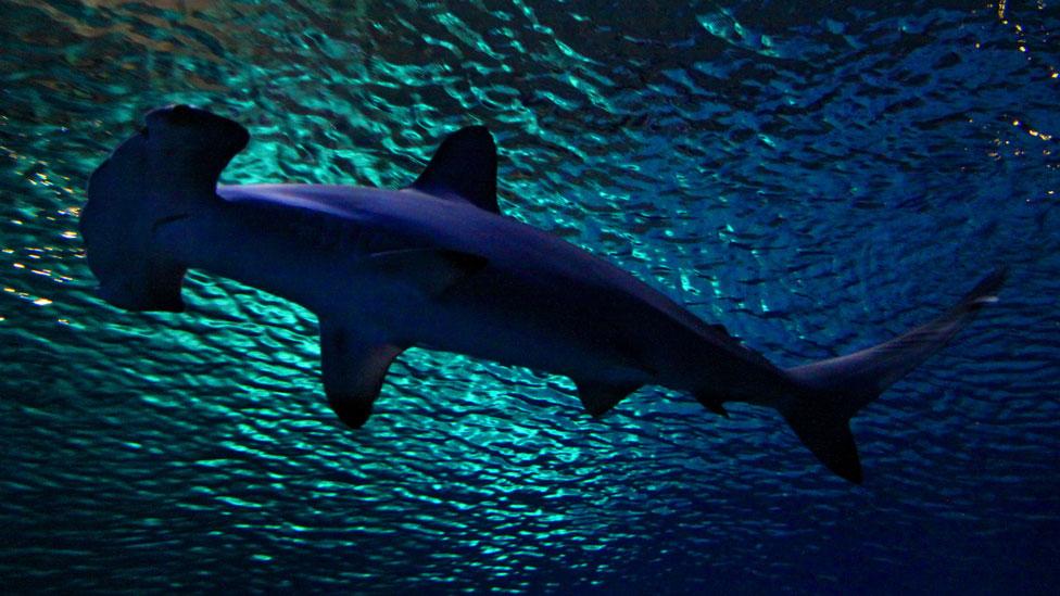 PARTHENOGENESIS: The Process When VIRGIN FEMALE ANIMALS Give Birth